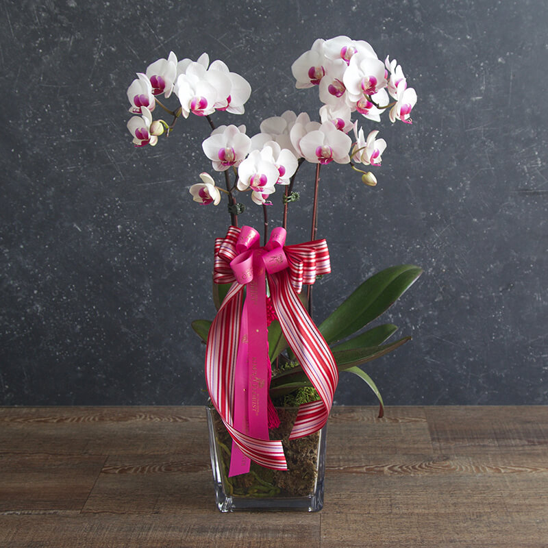 Johor Bahru Flower Delivery | Online Florist, Hand Bouquets Johor Bahru