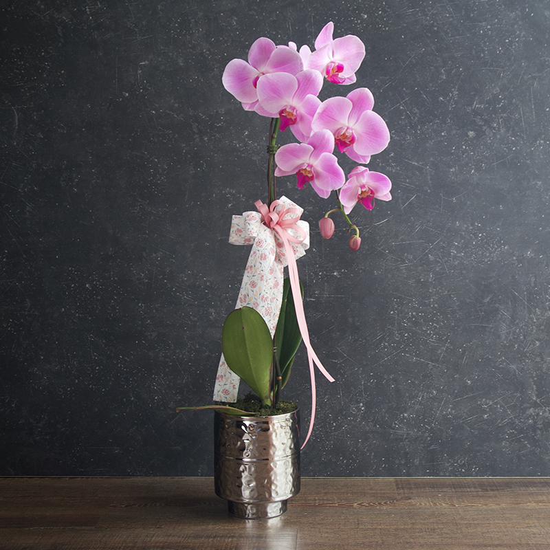 Johor Bahru Flower Delivery | Online Florist, Hand Bouquets Johor Bahru
